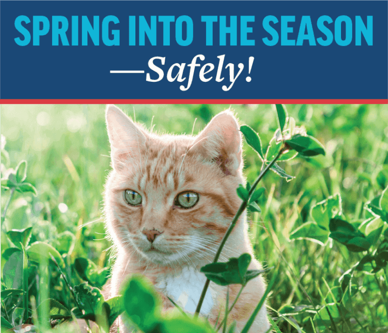 Spring Pet Safety Tips From Animal Medical Center of Cascades